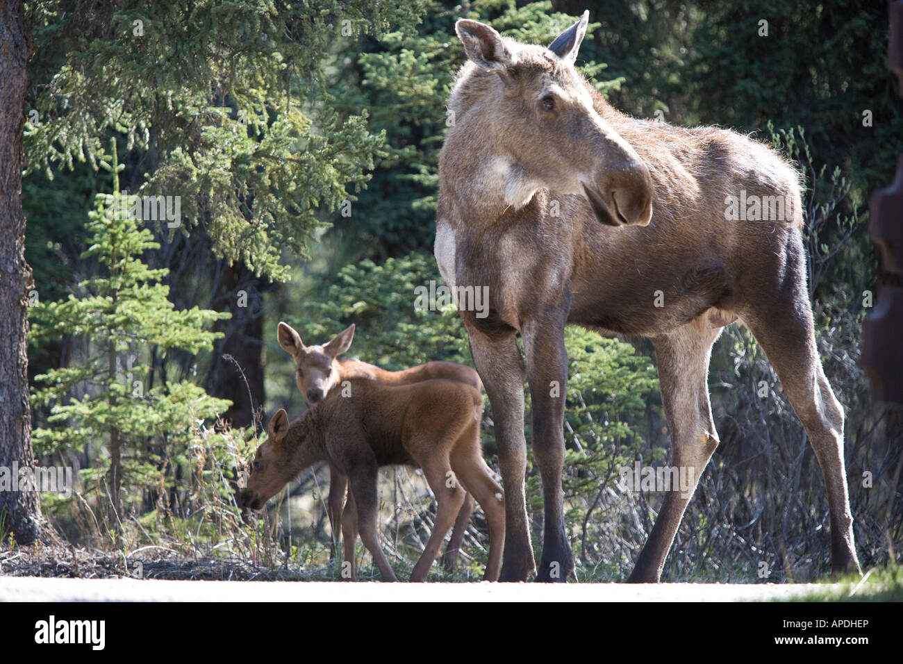 alaska denali national park moose Alces alces mother moose and twin ...