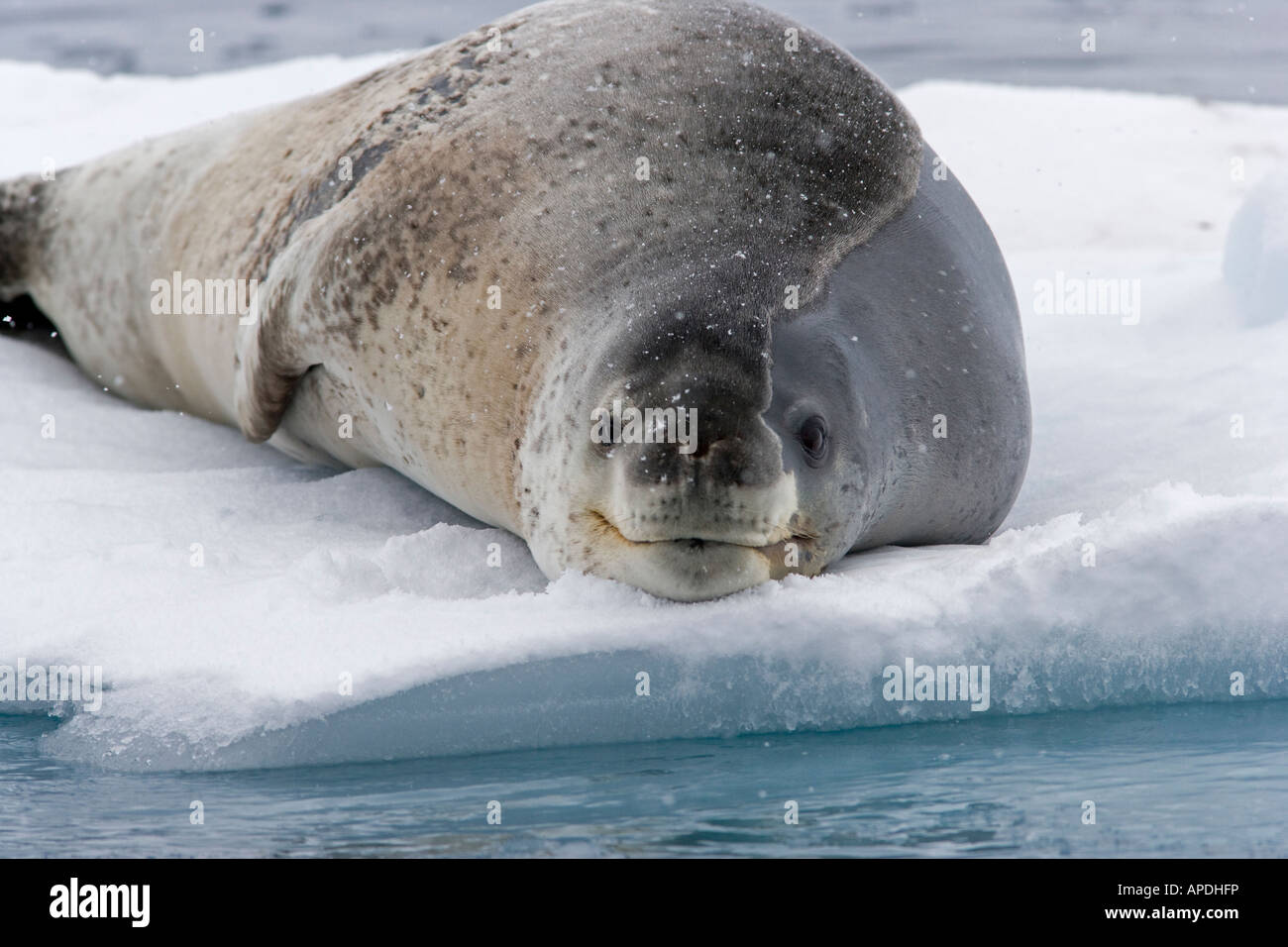 Weddel Seal chilling out on an ice floe in hidden bay Antarctic Stock ...