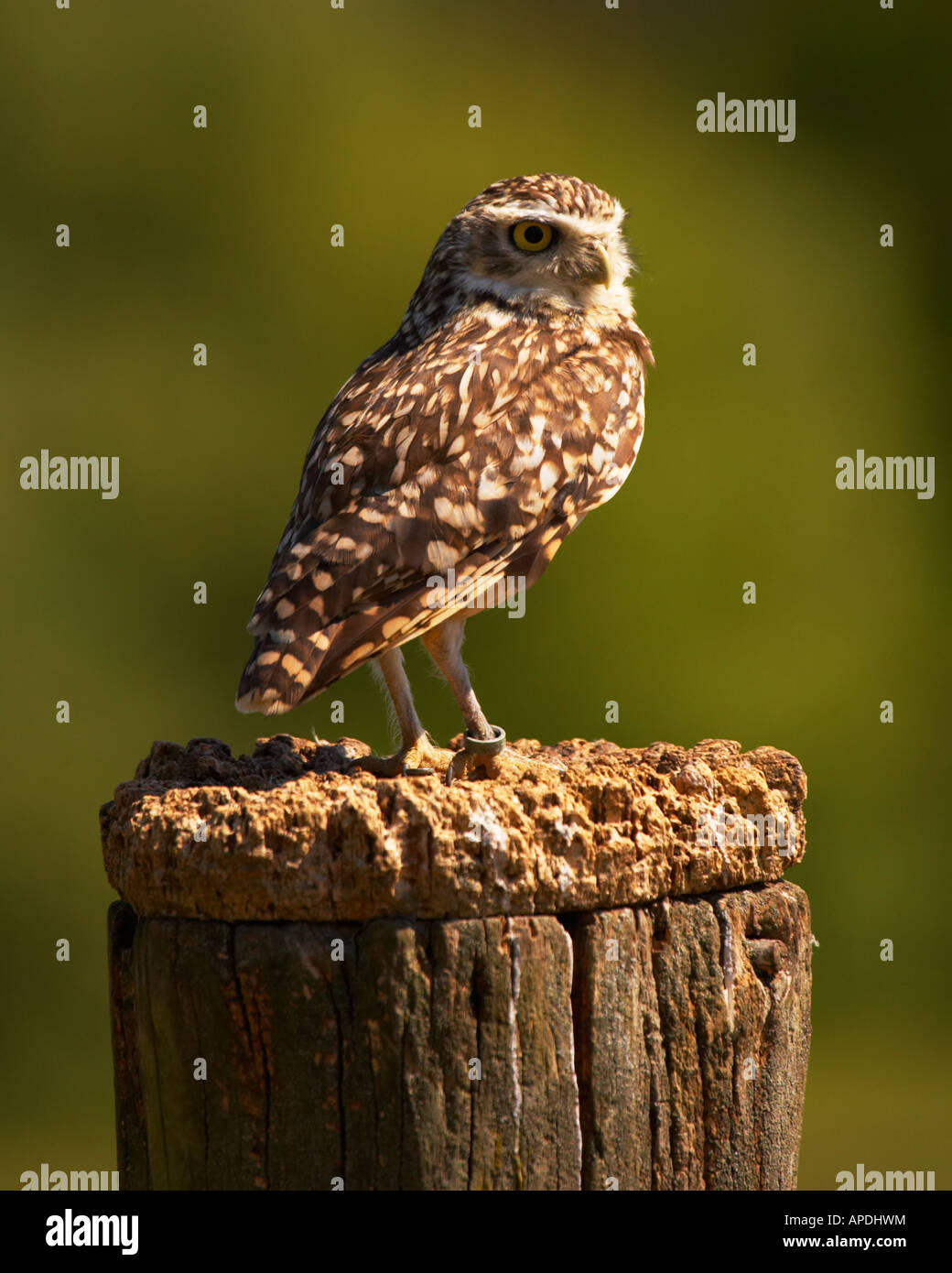 Little owl on perch Stock Photo - Alamy