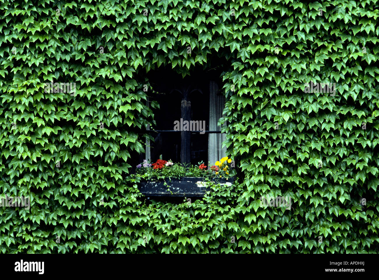 Vine covered window hi-res stock photography and images - Alamy