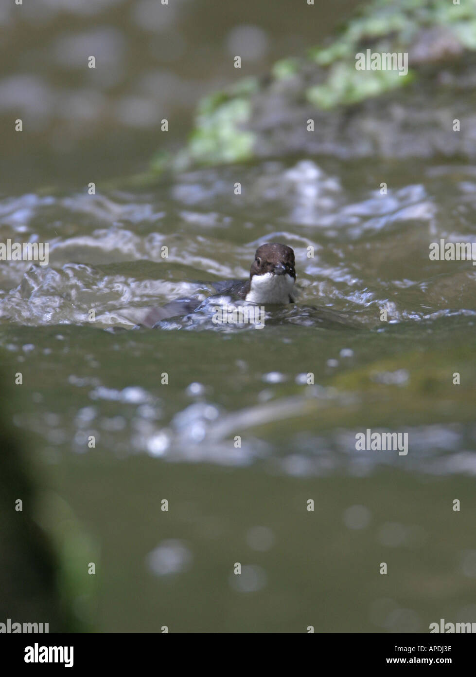 Dipper underwater in a river in Cumbria searching for food Stock Photo ...