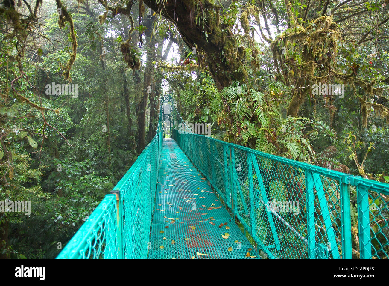Costa rica rainforest biome hi-res stock photography and images - Alamy