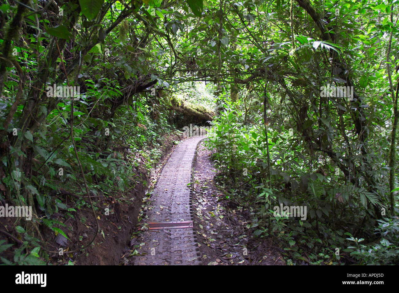 Costa rica rainforest biome hi-res stock photography and images - Alamy