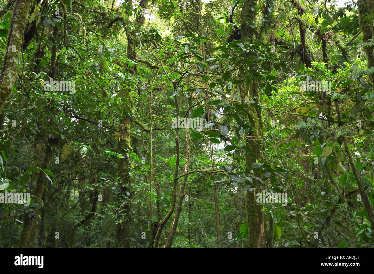 Costa rica rainforest biome hi-res stock photography and images - Alamy
