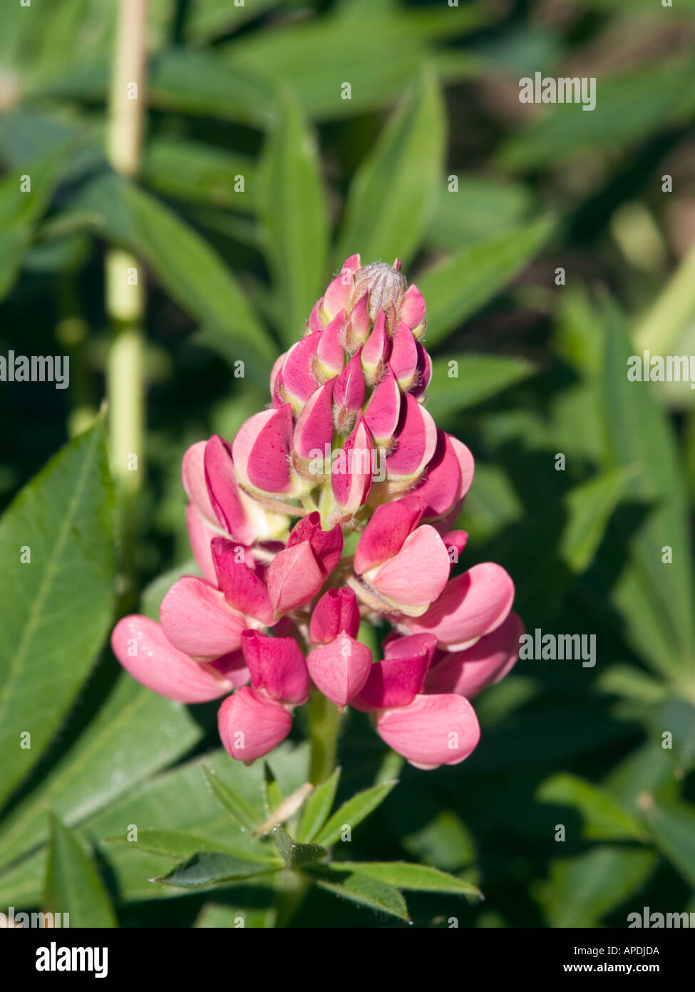 PINK LUPIN FLOWERS Lupinus spp in close up in a garden environment. UK ...