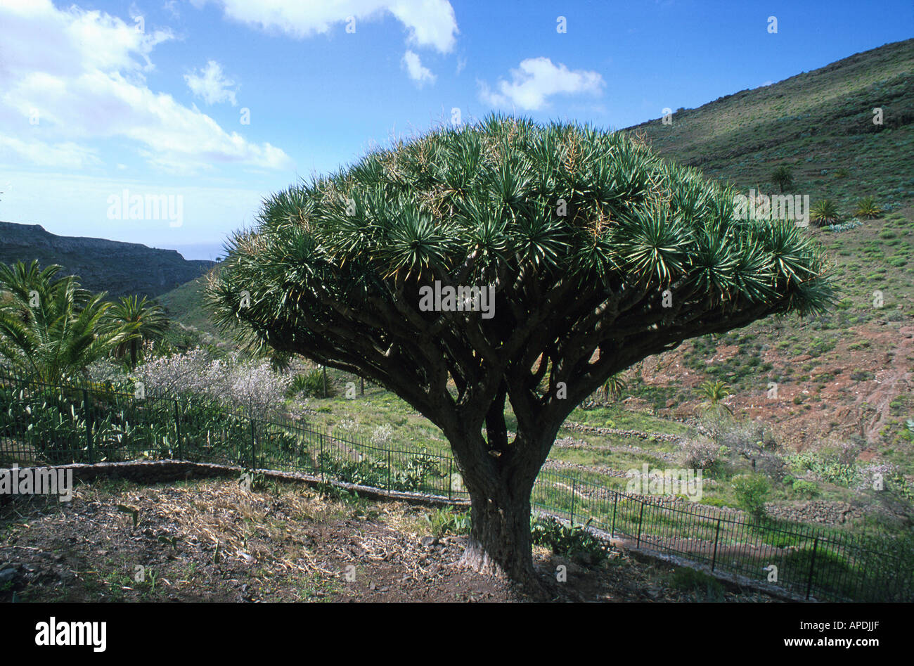Dragon tree of agalan hi-res stock photography and images - Alamy