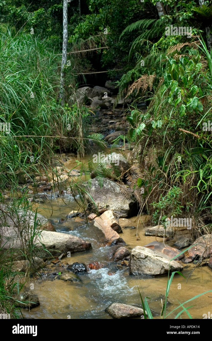 Jungle Stream in Malaysia Stock Photo - Alamy