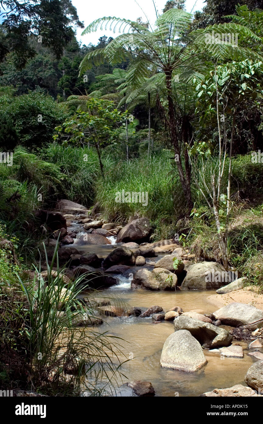 Jungle Stream in Malaysia Stock Photo - Alamy