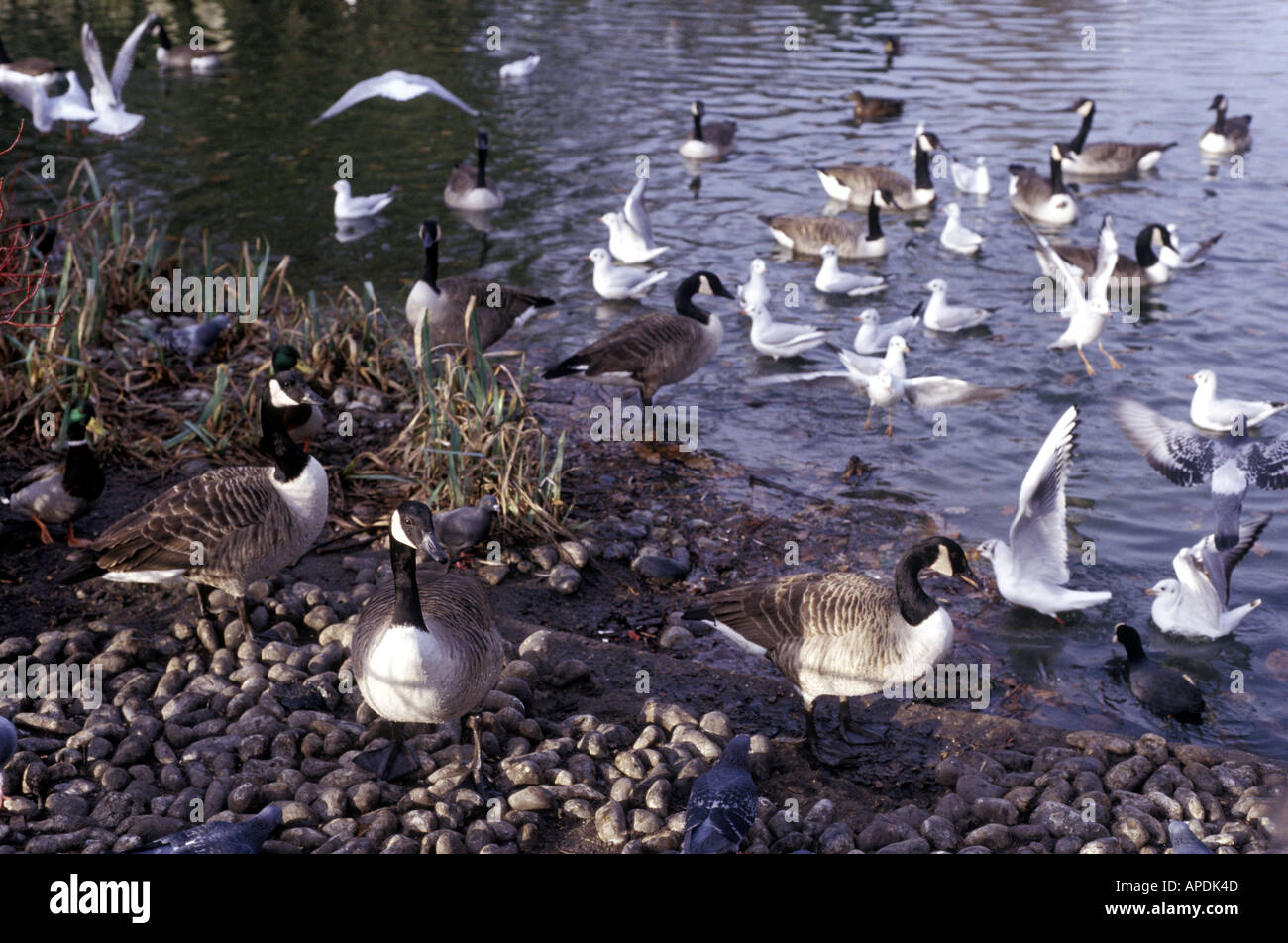 birds in a london pond Stock Photo - Alamy