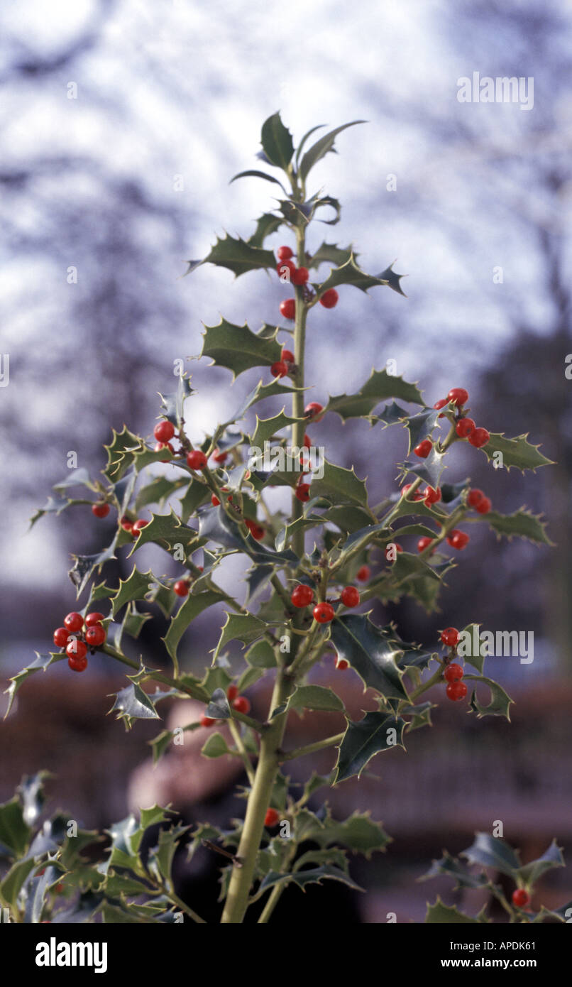 Gardener holly christmas hi-res stock photography and images - Alamy