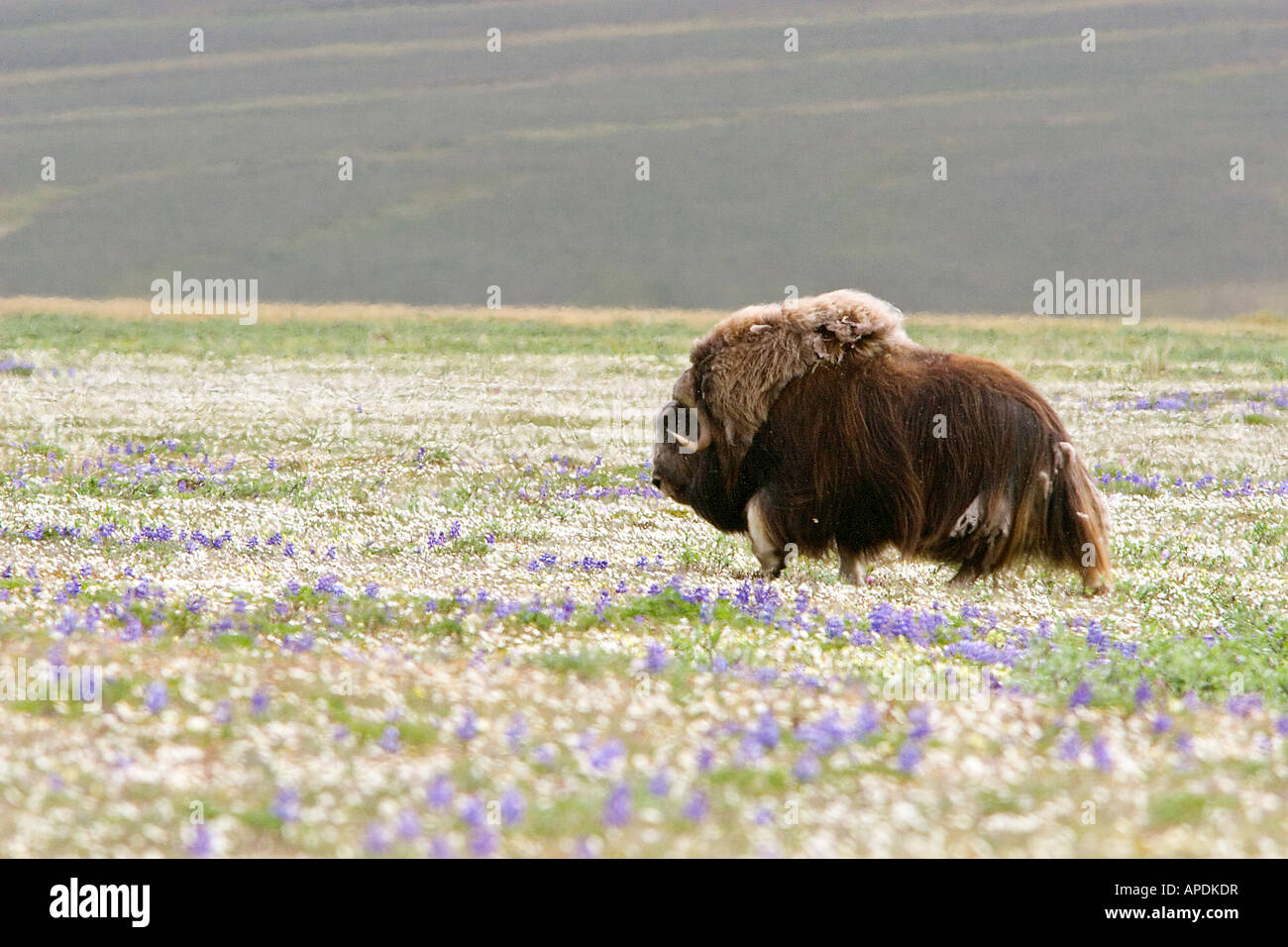 alaska arctic national wildife refuge anwr muskox bull on the tundra ...