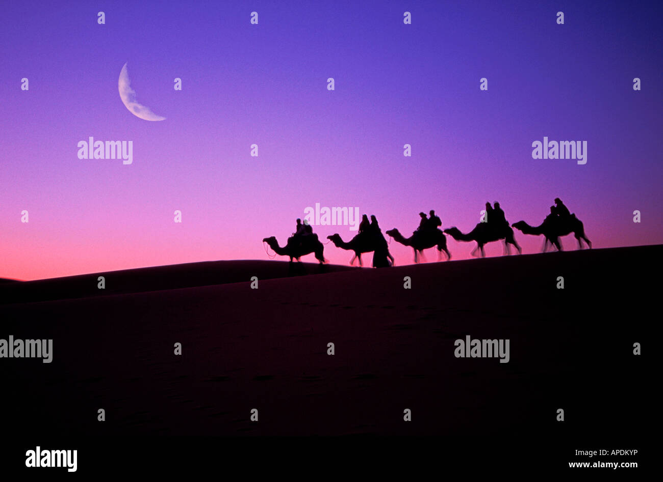 Camel caravan Egypt Stock Photo - Alamy