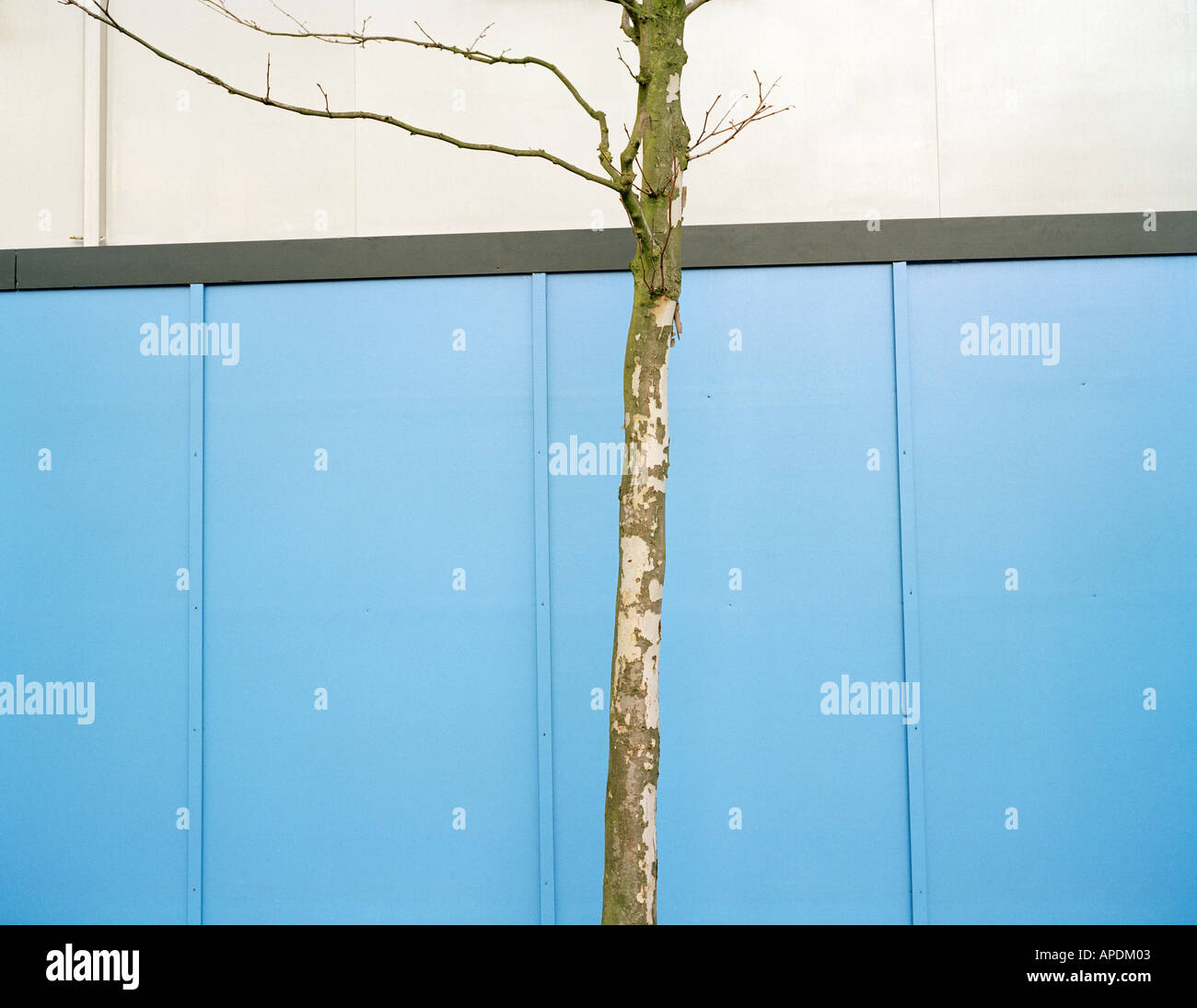 Trunk of a single tree with peeling bark Stock Photo - Alamy