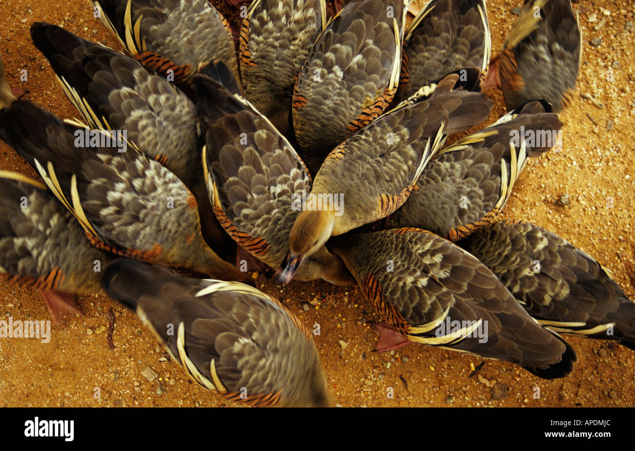 A group of australian ducks, Billabong Sanctuary, Townsville ...