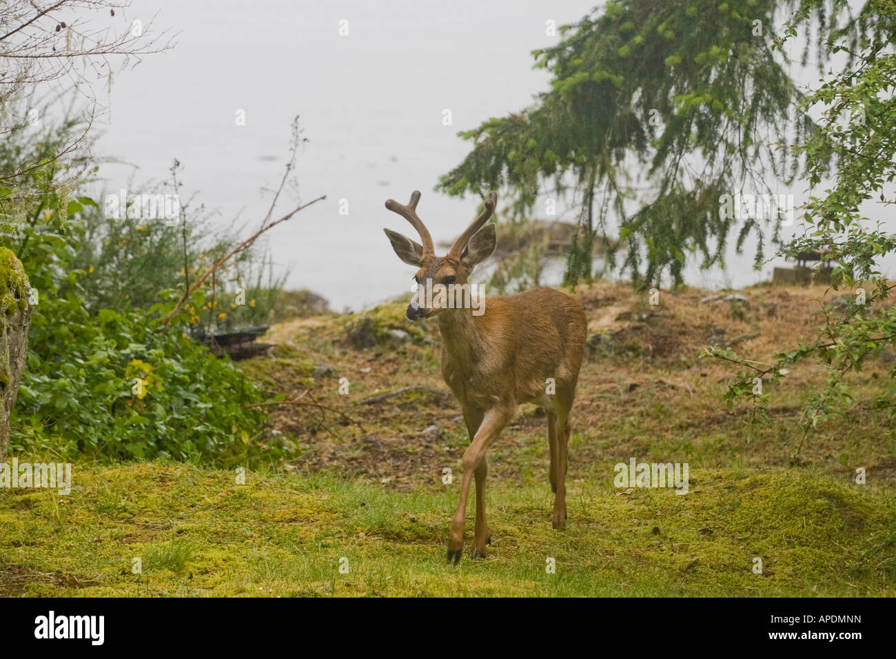 A columbian Black Tailed deer walks near the Pacific Ocean Stock Photo ...