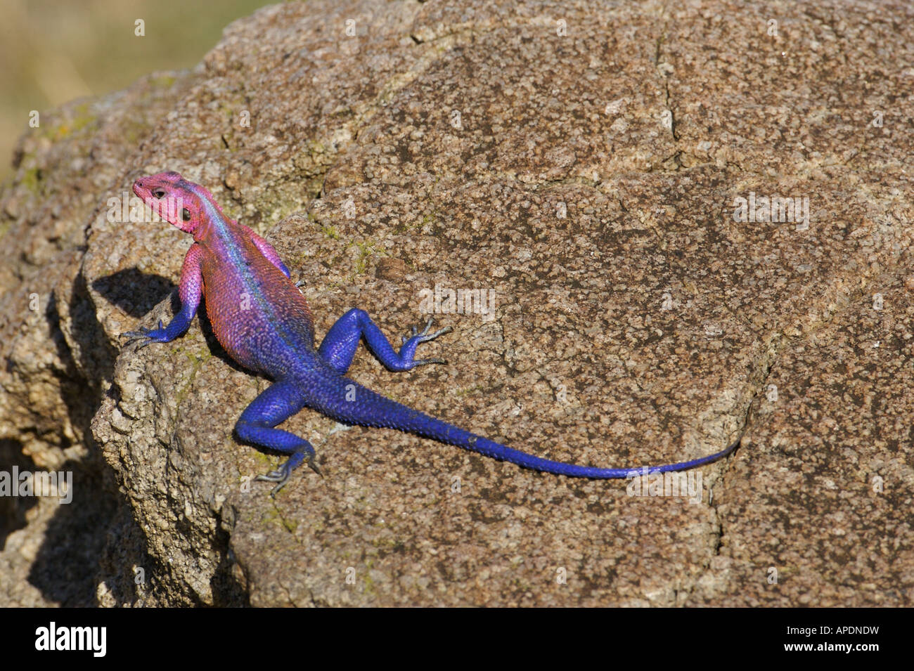 African Rainbow Lizard Stock Photo - Alamy