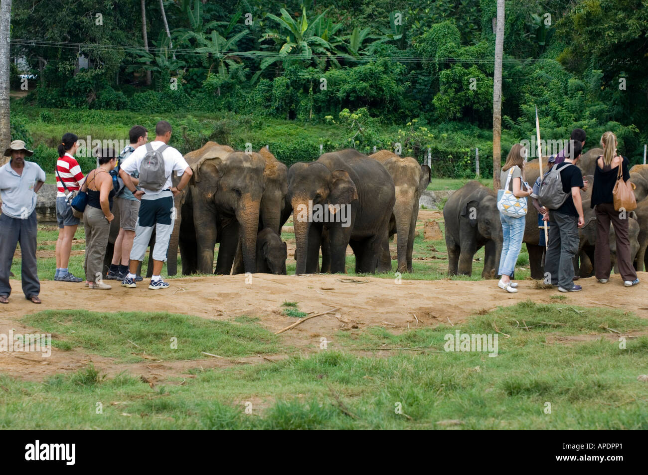 Elephants at Pinnawela Elephant Orphange, near Kandy, central Sri Lanka ...