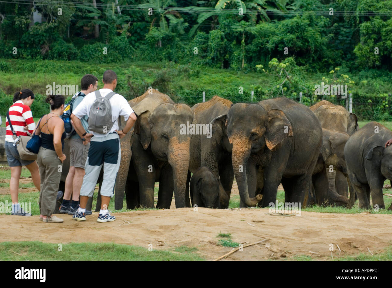 Elephants at Pinnawela Elephant Orphanage, near Kandy, central Sri ...
