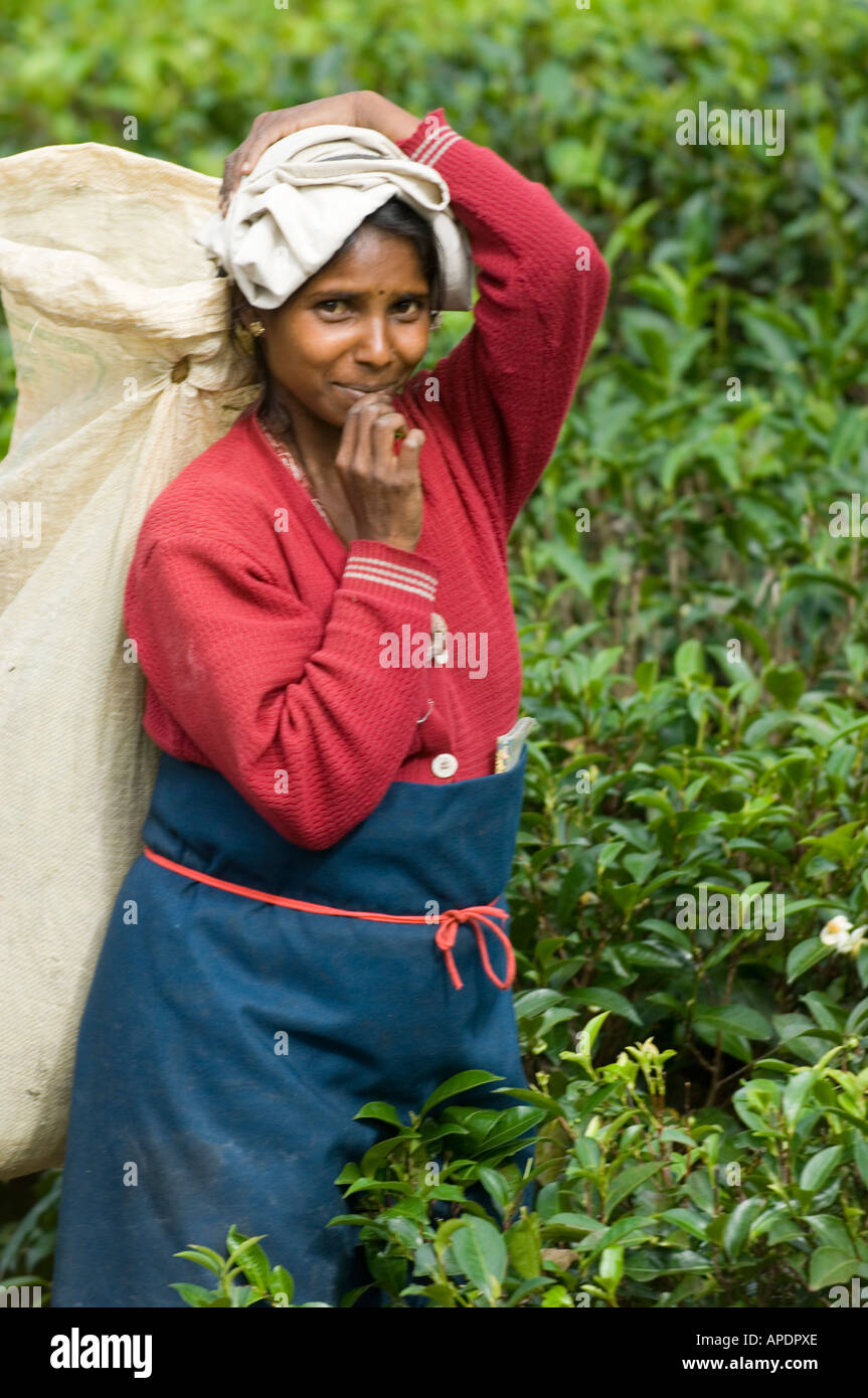Portrait of woman tea worker picking tea on a plantation, Haputale ...