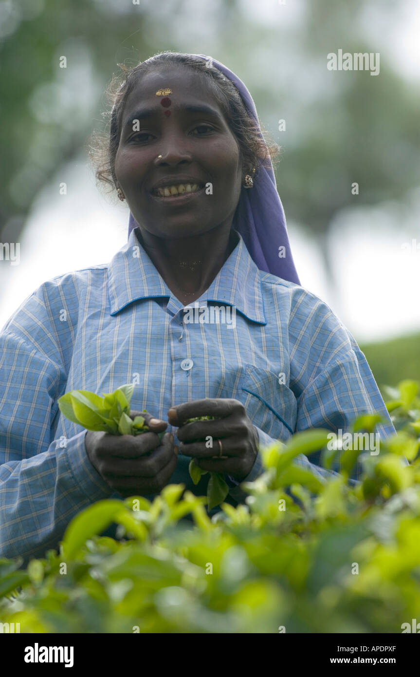 Portrait of woman tea worker picking tea on a plantation, Haputale ...