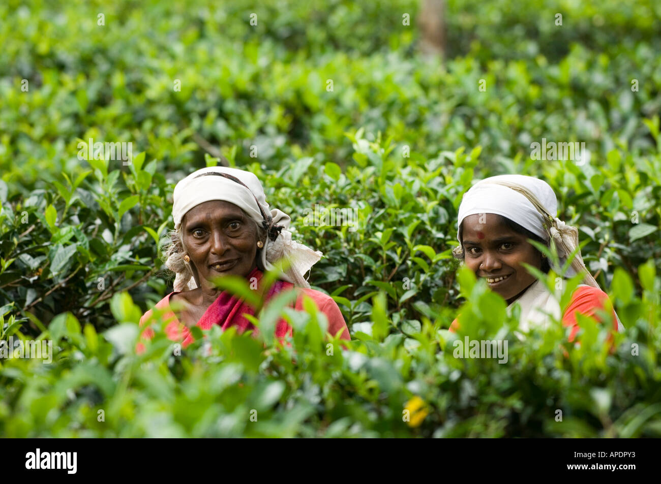 Sri lankan women tea workers hi-res stock photography and images - Alamy