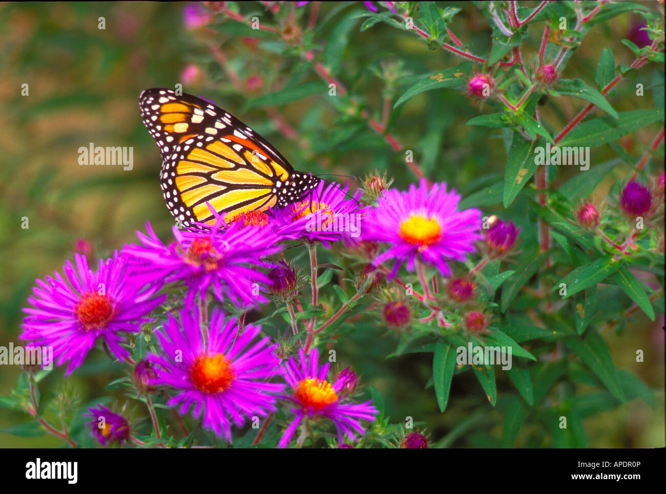 Monarch Butterfly (Danaus plexippuson) drawing nectar from magenta ...