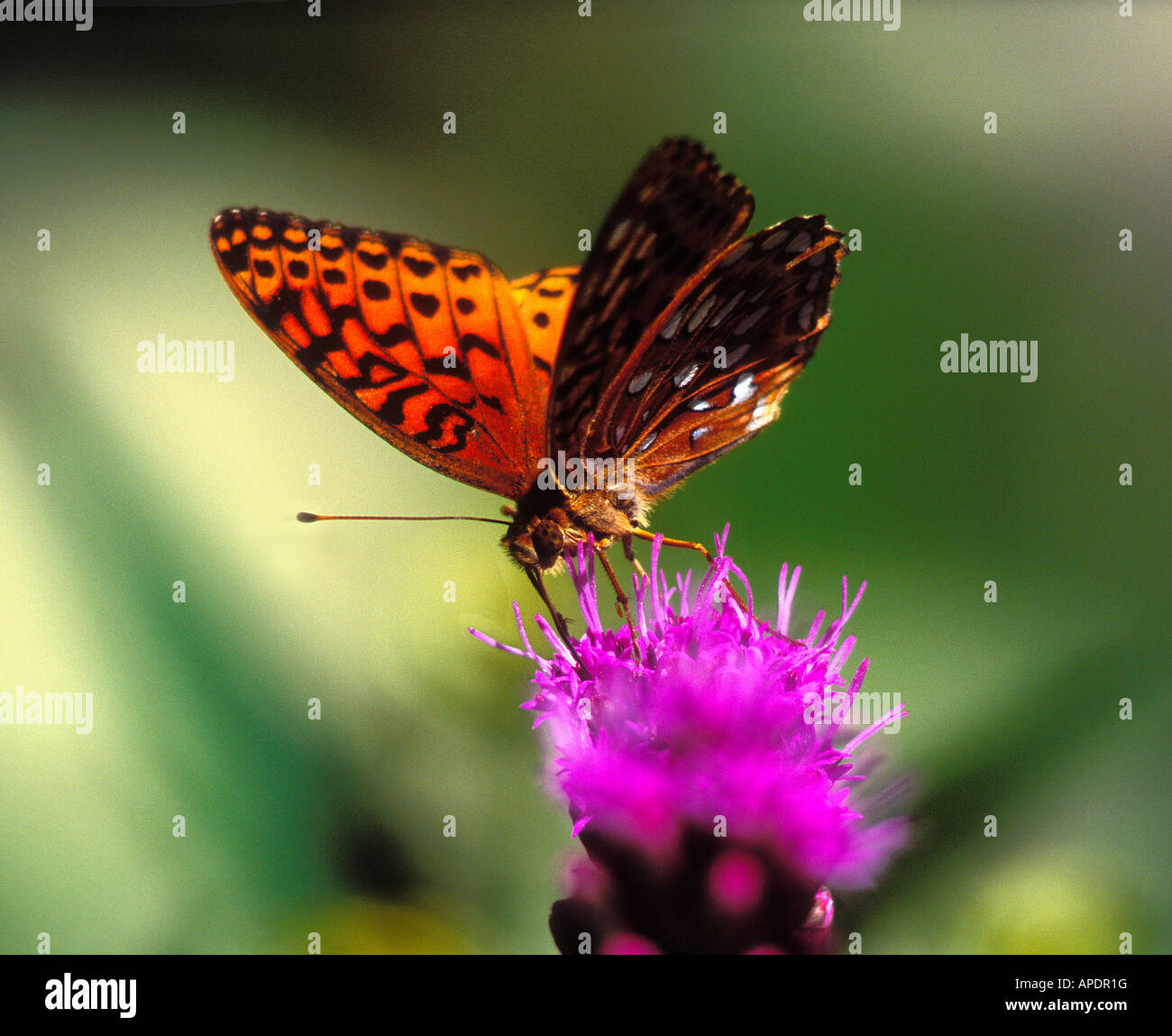 Regal fritillary butterfly hi-res stock photography and images - Alamy
