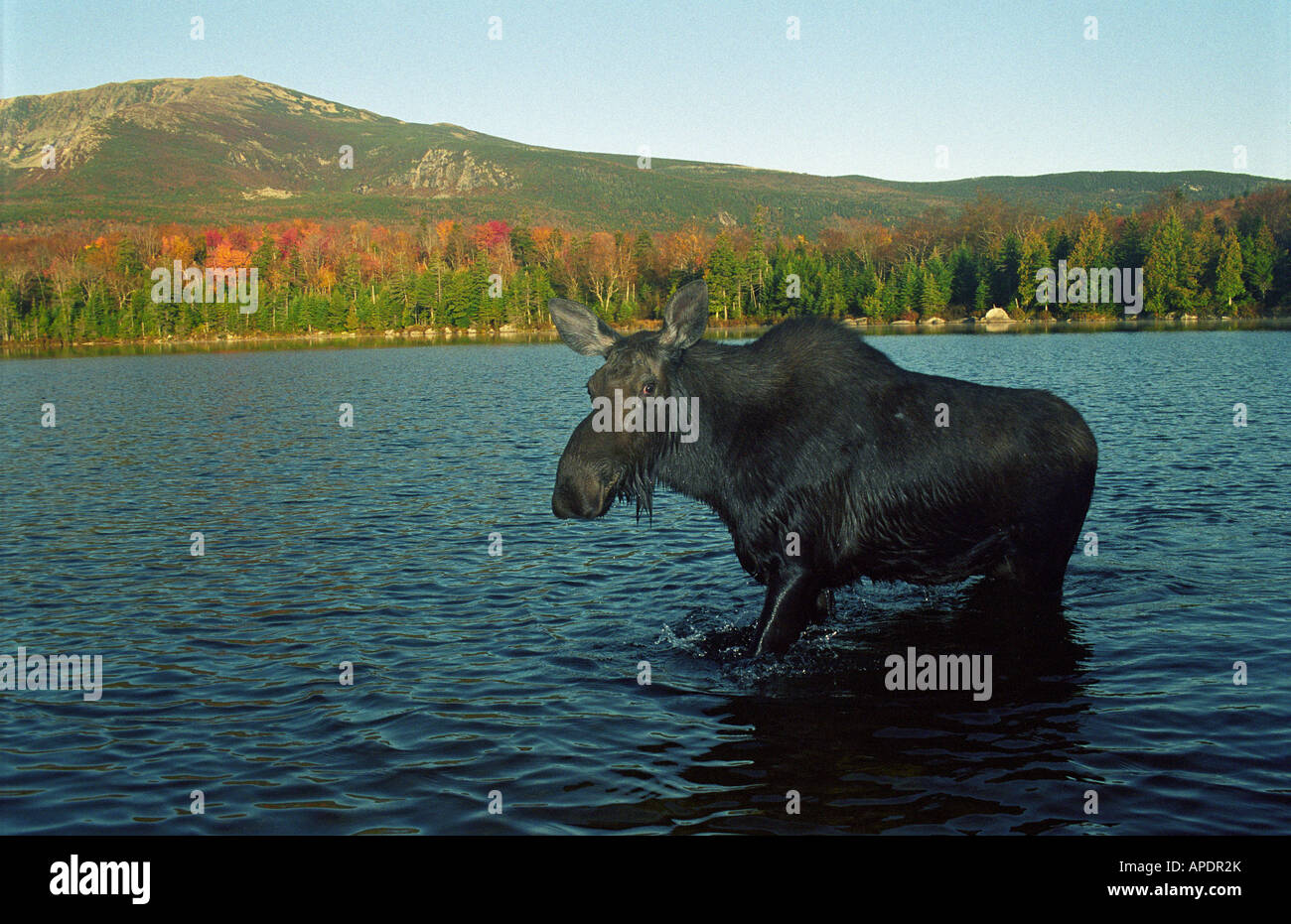 Cow Moose in the foreground in Sandy Stream Pond from Big Rock with Mt ...