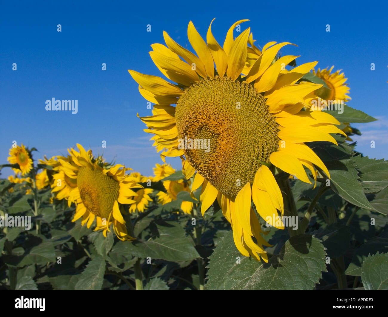 Sunflowers in field on eastern side of Rocky Mountains near Greeley ...