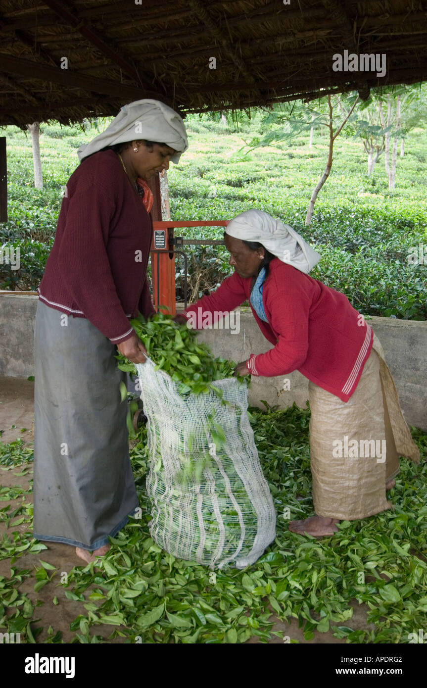 Women tea pickers sort out their sacks at the end of the day. Haputale ...