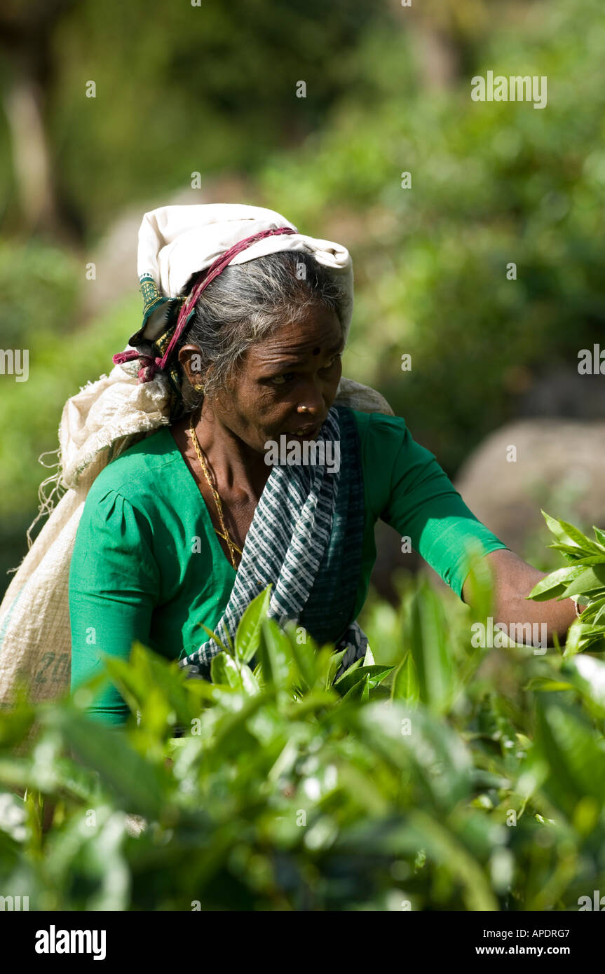 Colony picker hi-res stock photography and images - Alamy