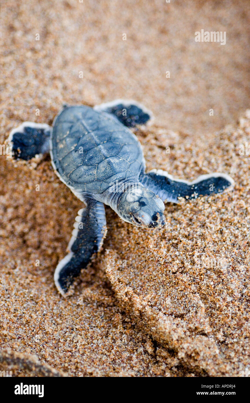 green turtle released into the ocean by Turtle Conservation Project ...