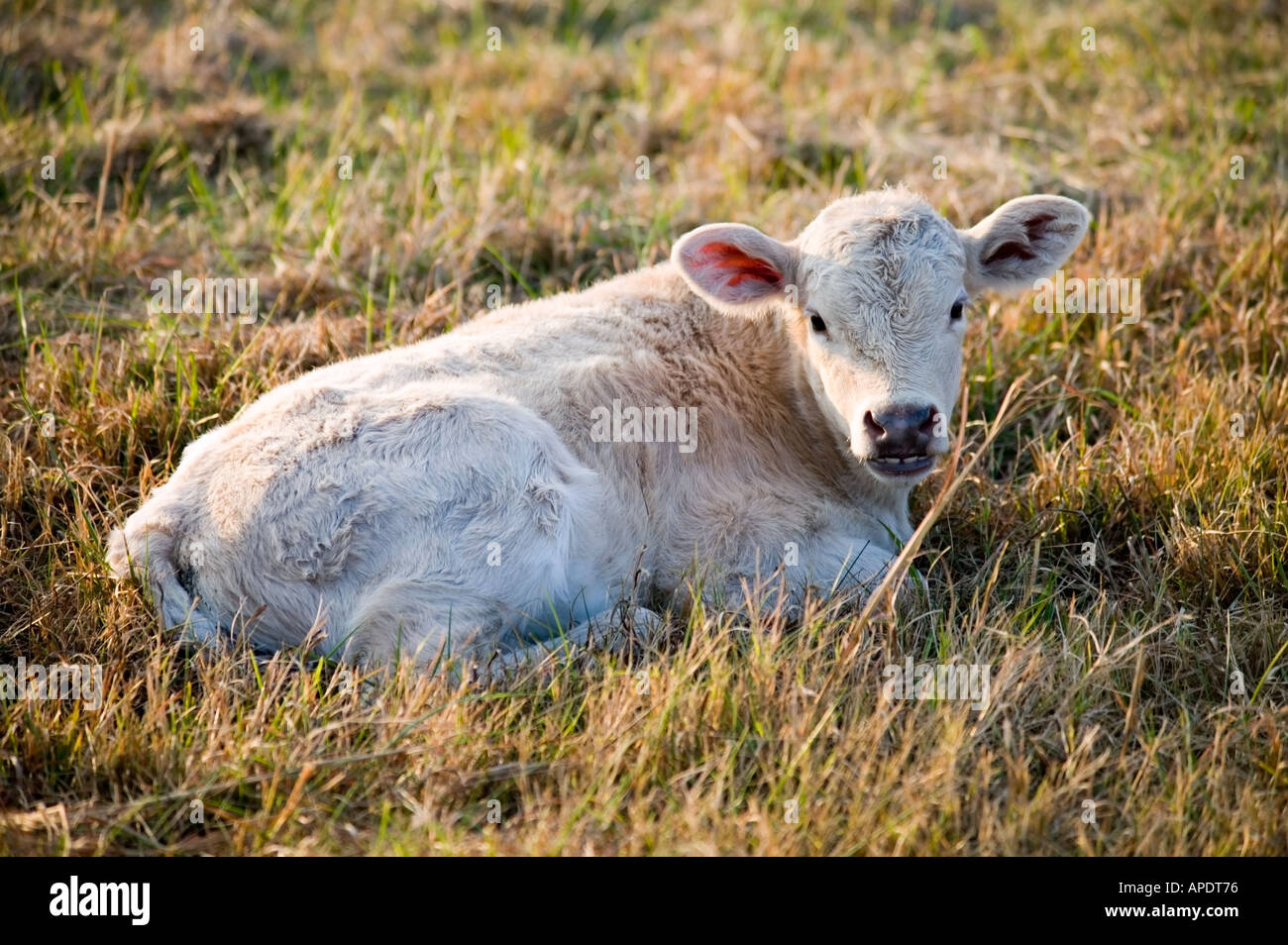 Newborn heifer calf hi-res stock photography and images - Alamy