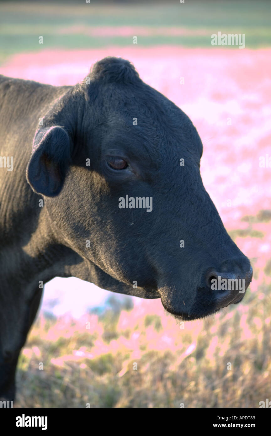 angus cow cattle pregnant 3 Stock Photo - Alamy