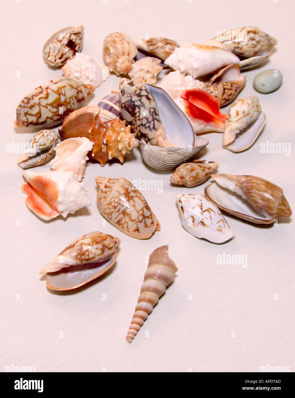 colorful seashells from the beach and shores Stock Photo - Alamy