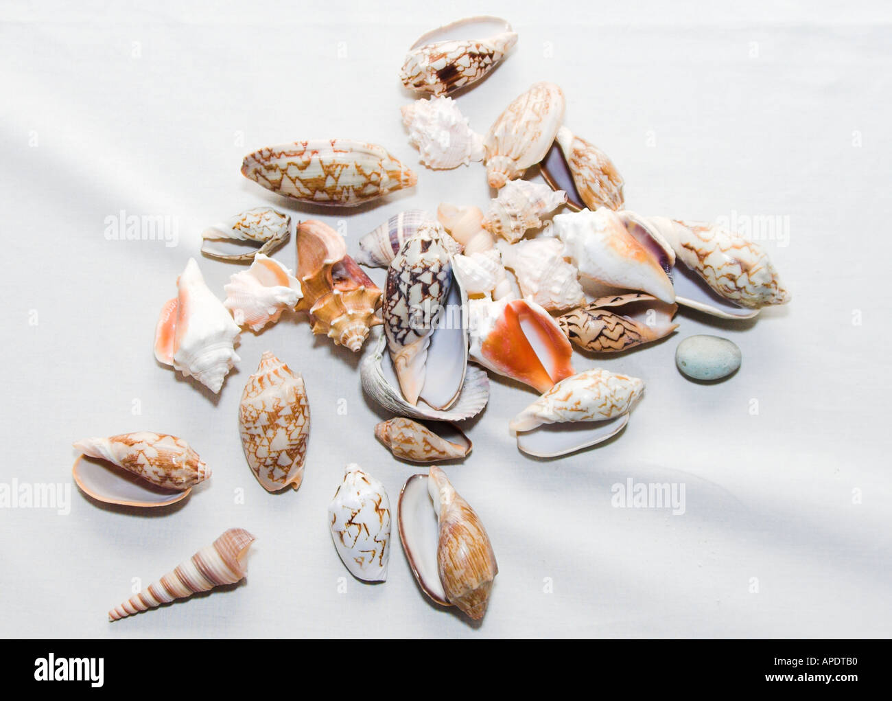colorful seashells from the beach and shores Stock Photo - Alamy