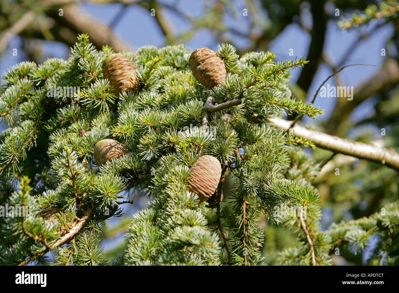 Atlas Cedar, Cedrus atlantica. Algeria, Morocco. Cones and Needles ...