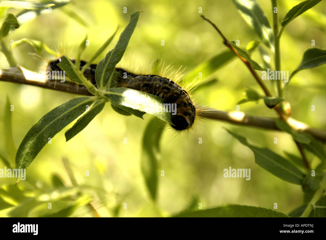 Caterpillar eating leaves on a spring day Stock Photo - Alamy