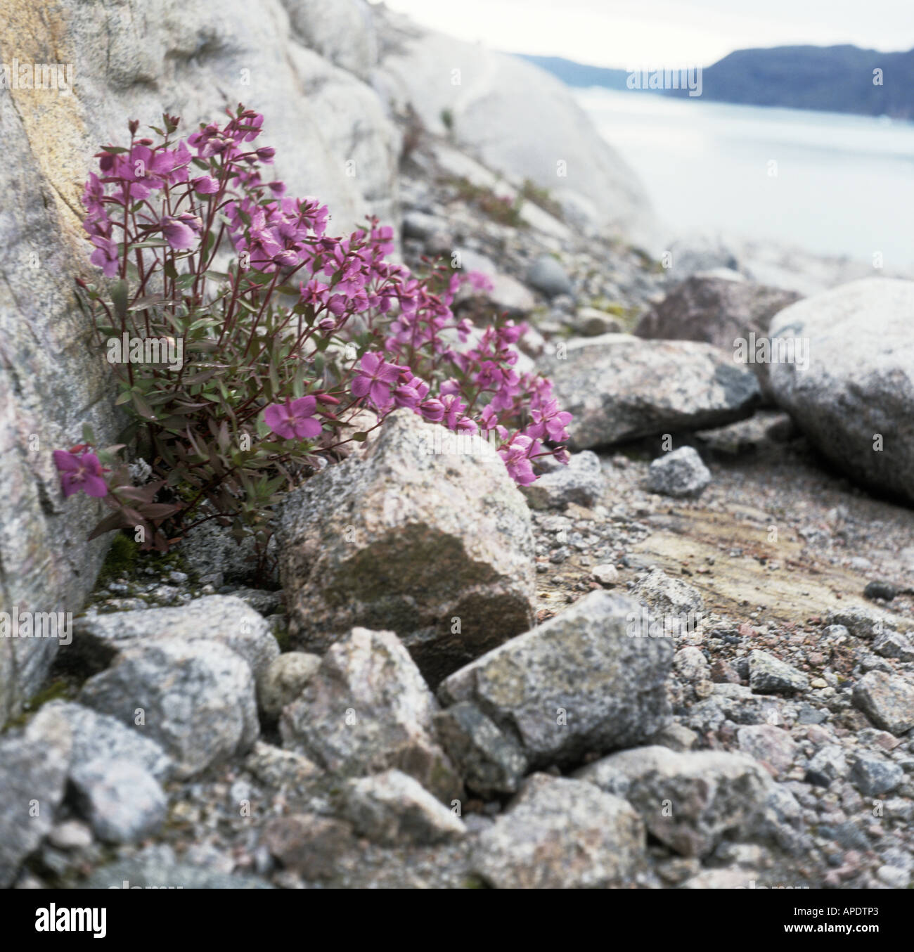 Pink Arctic flowers bring a splash of colour to the craggy rocks of the ...