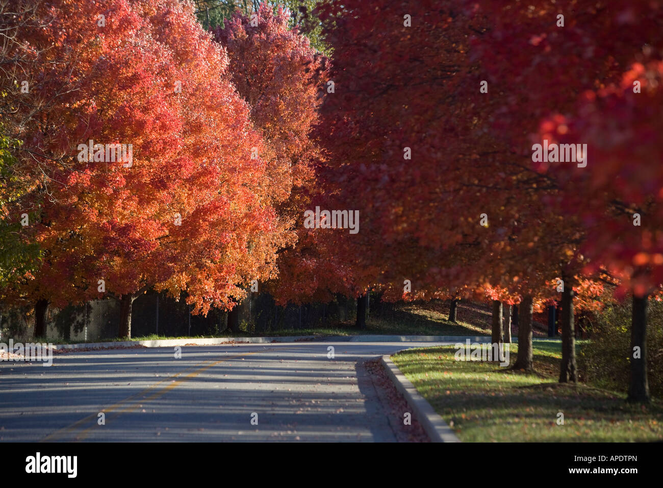 A tree lined street on an autumn day Stock Photo - Alamy