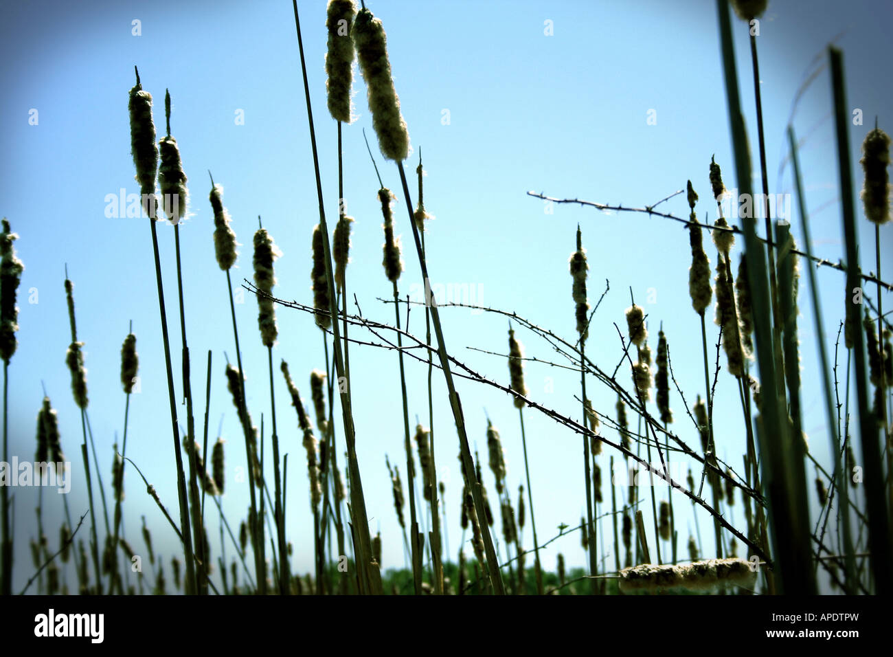 Wetlands cat hi-res stock photography and images - Alamy