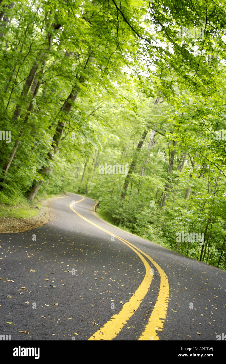 Road through woods in the Turkey Run Park outside Washington, DC Stock ...