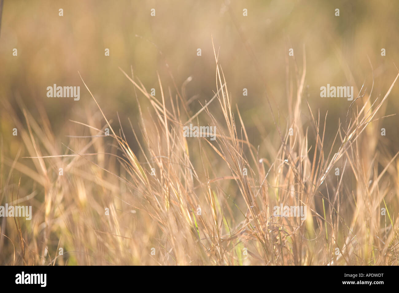 A view of brown grasses on an autumn afternoon Stock Photo - Alamy