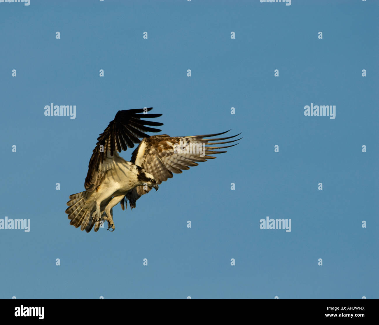 A Osprey in flight with wings streached wide Stock Photo - Alamy