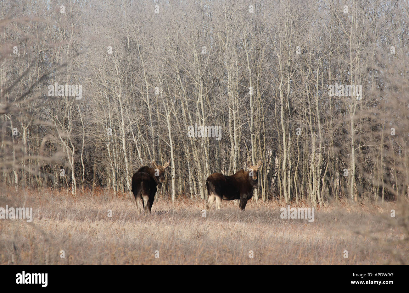 Moose in winter Stock Photo - Alamy
