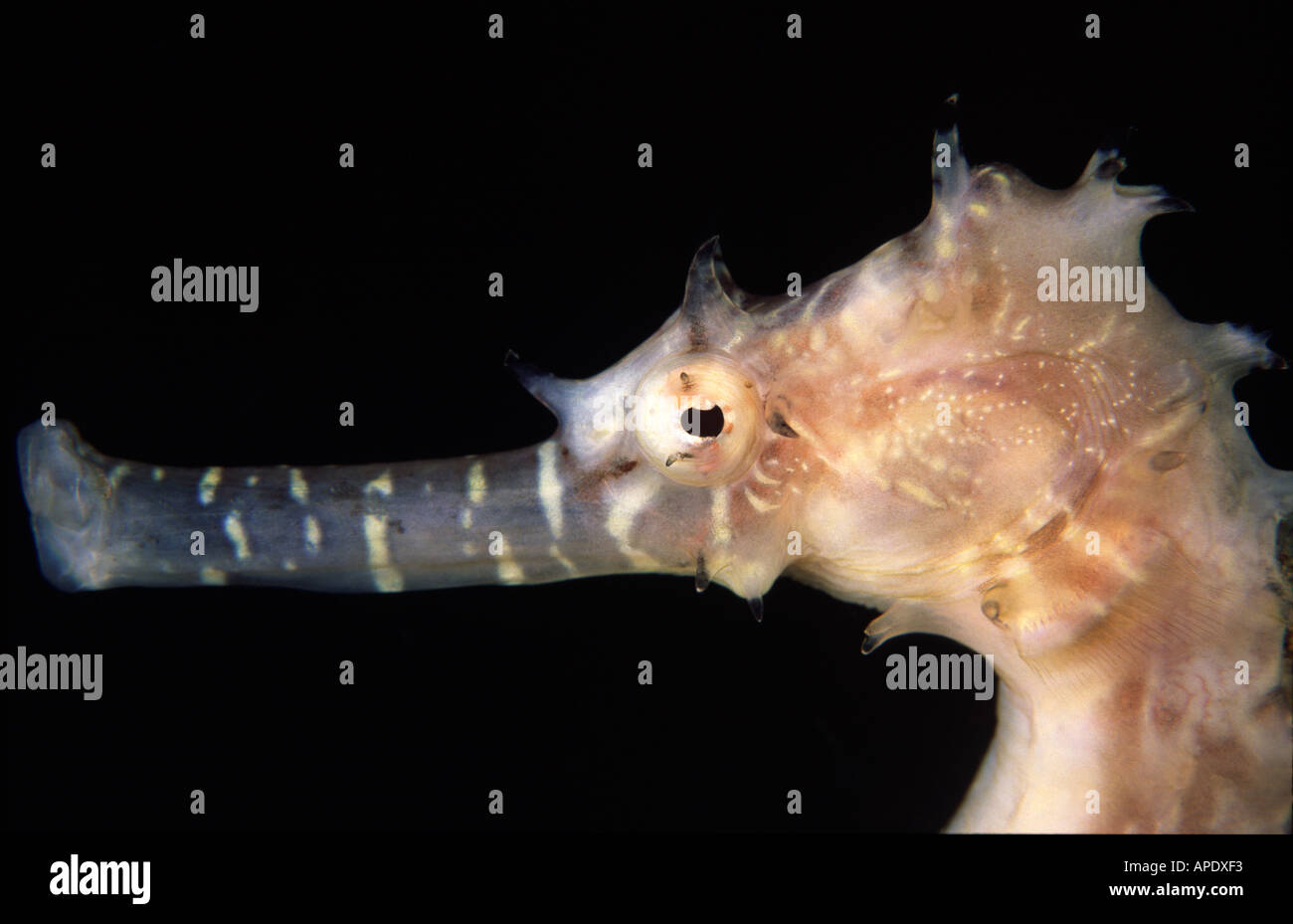 Seahorse face hi-res stock photography and images - Alamy
