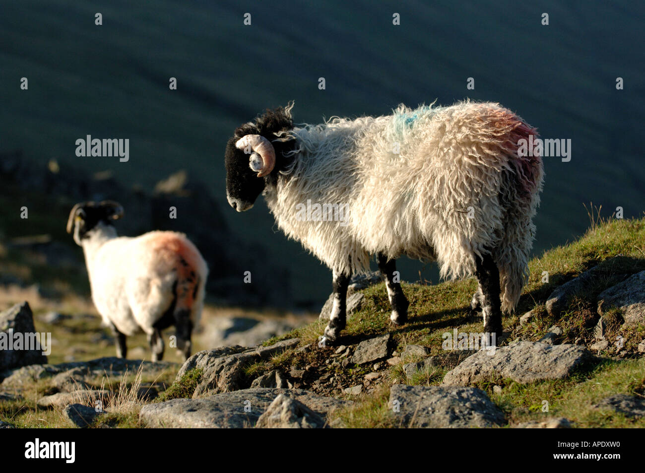 A Swaledale sheep on the slopes of Fairfield in the Lake District ...