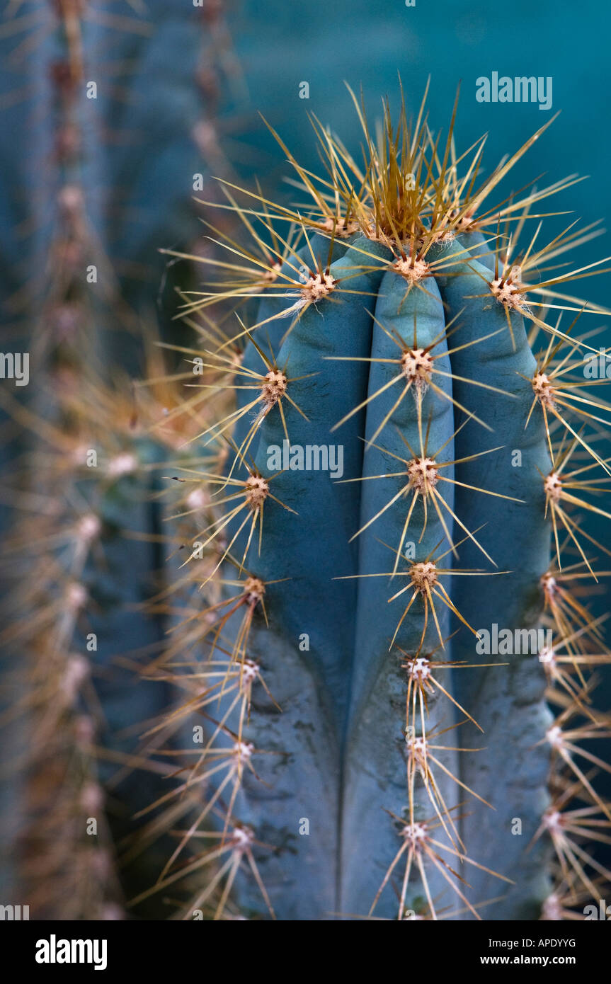 Blue cactus on blue background Stock Photo - Alamy