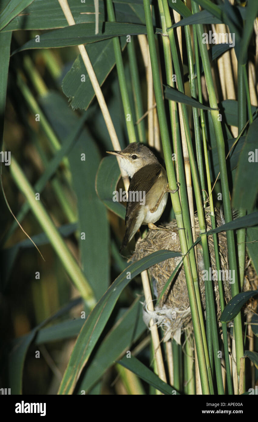 Reed warblers nest hi-res stock photography and images - Alamy
