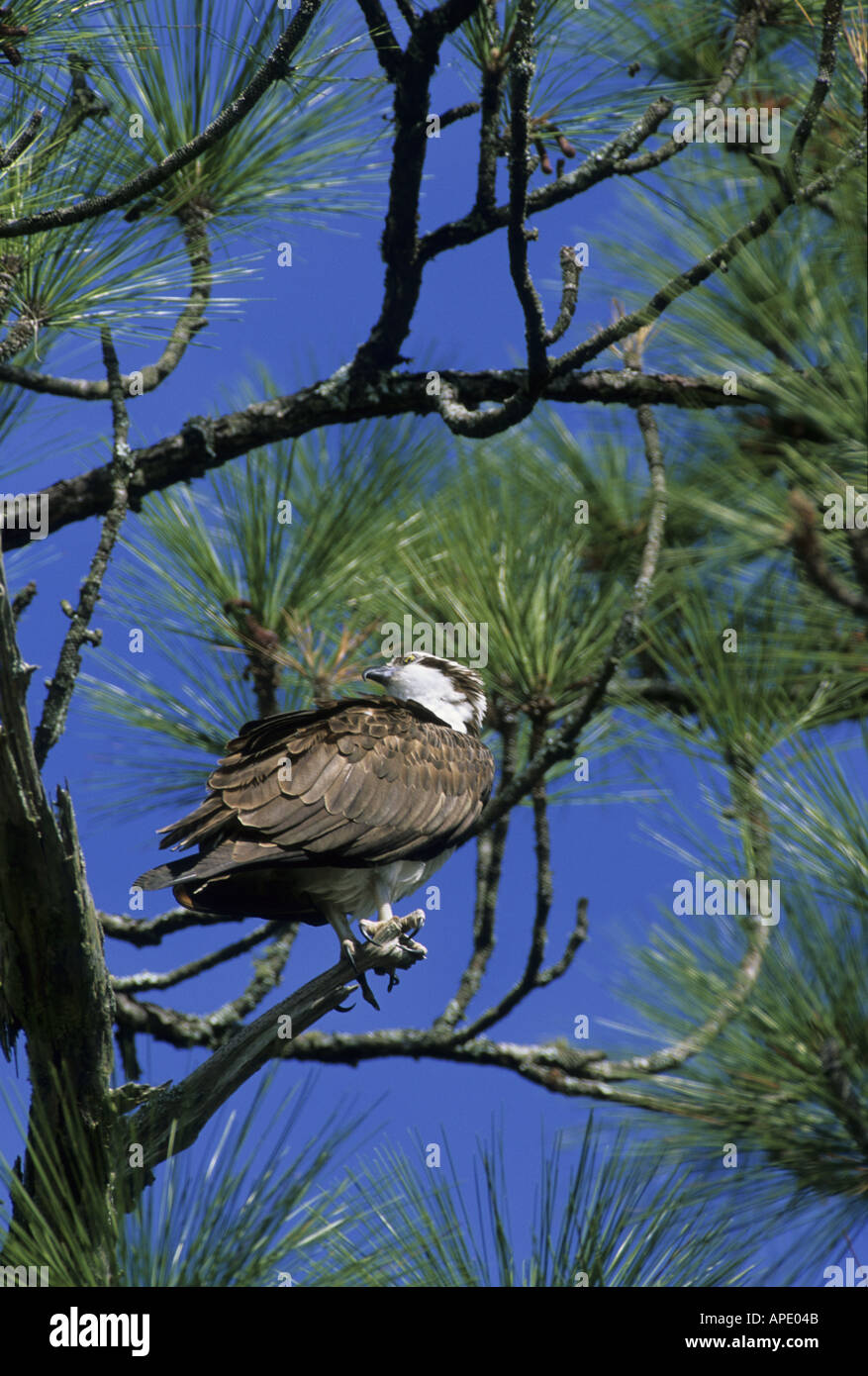 Bird turning head hi-res stock photography and images - Alamy